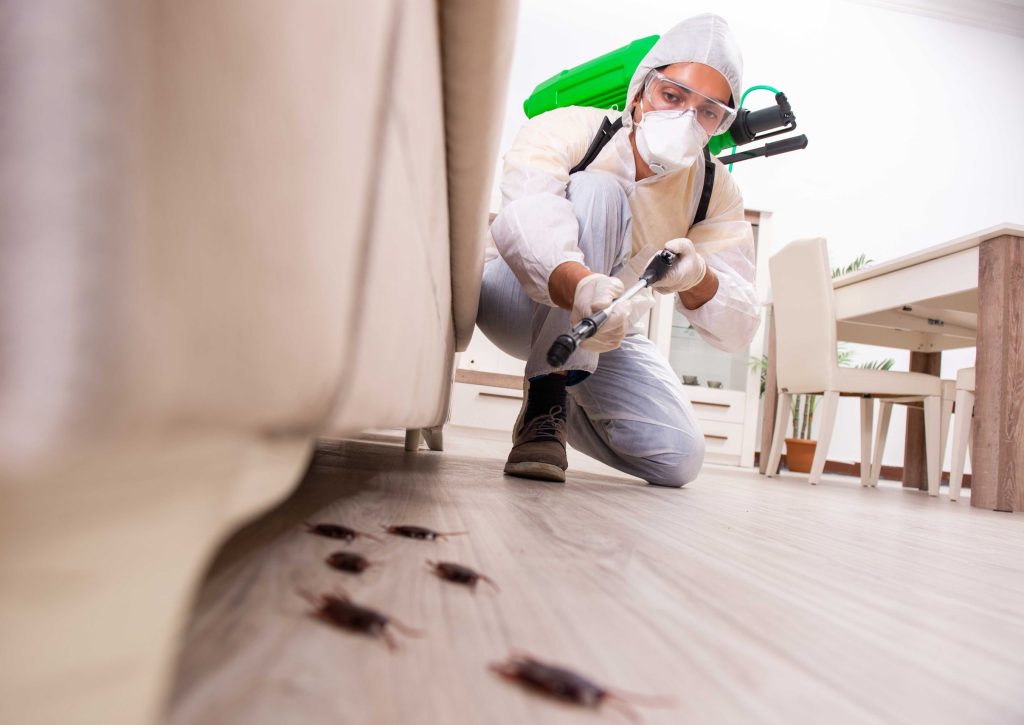 Flea Control in Westminster, CO | Pro Extermination Services
